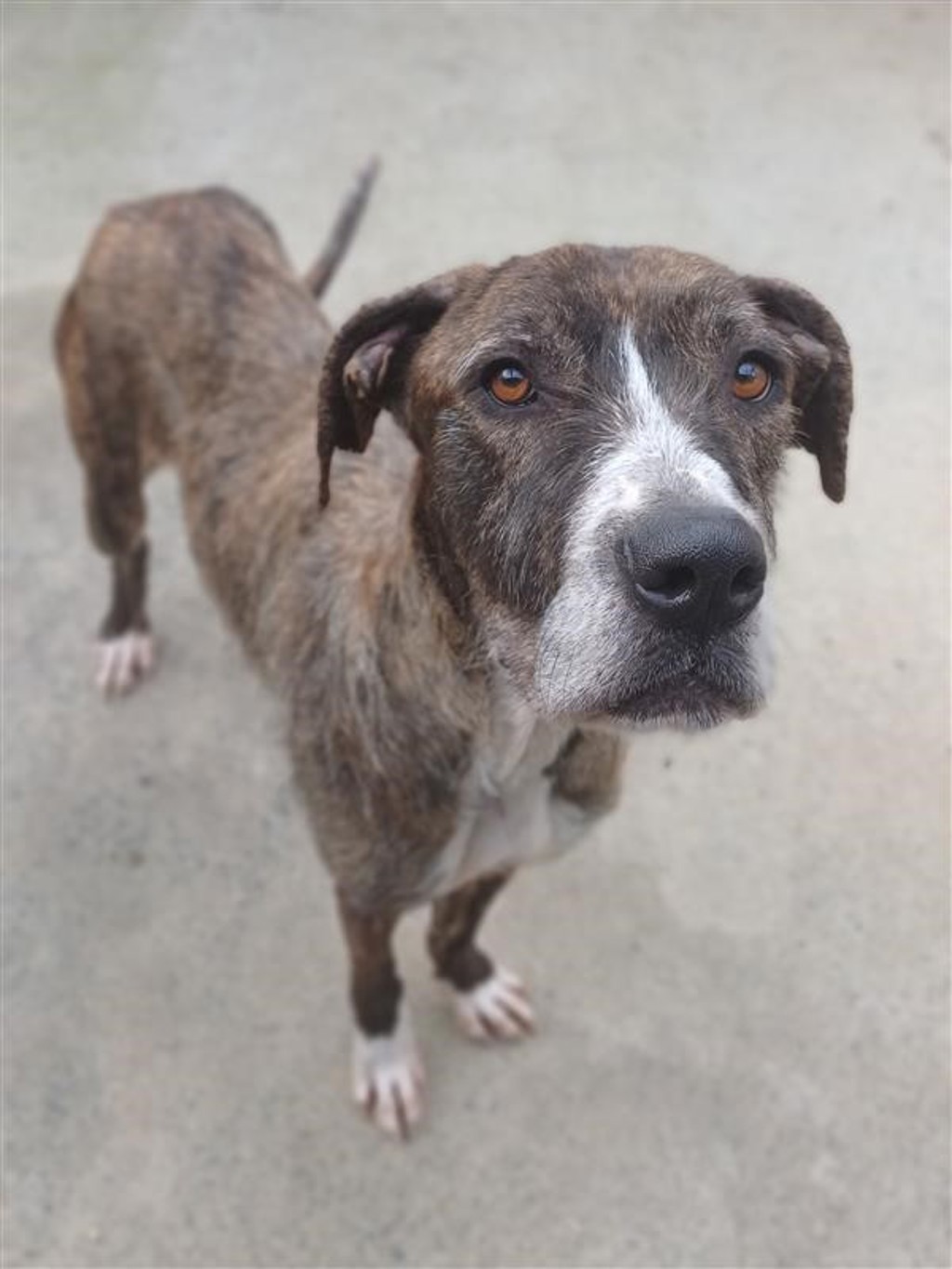 Laylah - Large Female Bull Arab Mix Dog in VIC - PetRescue