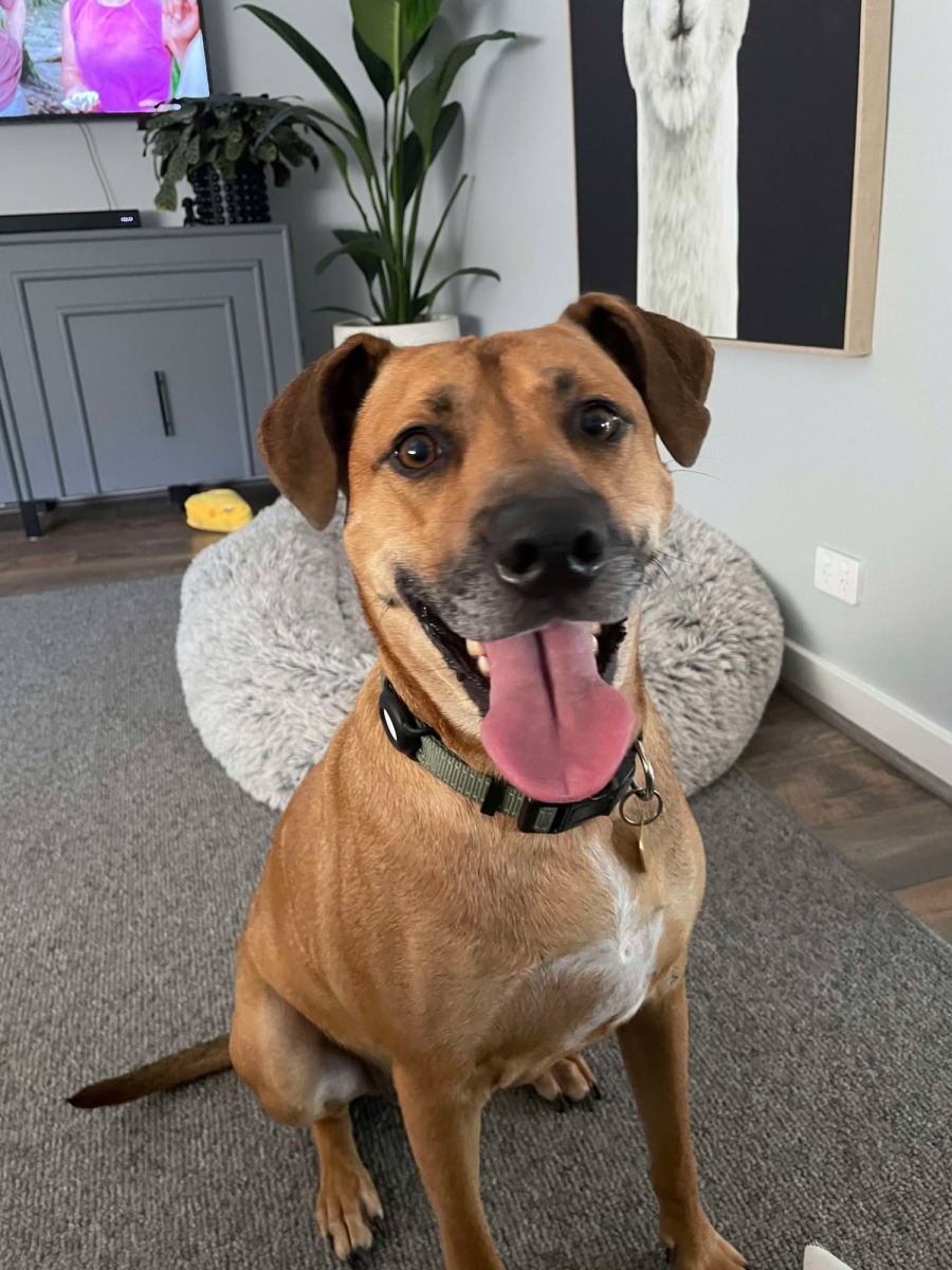 Sunraysia Animal Rehousing Group - PetRescue