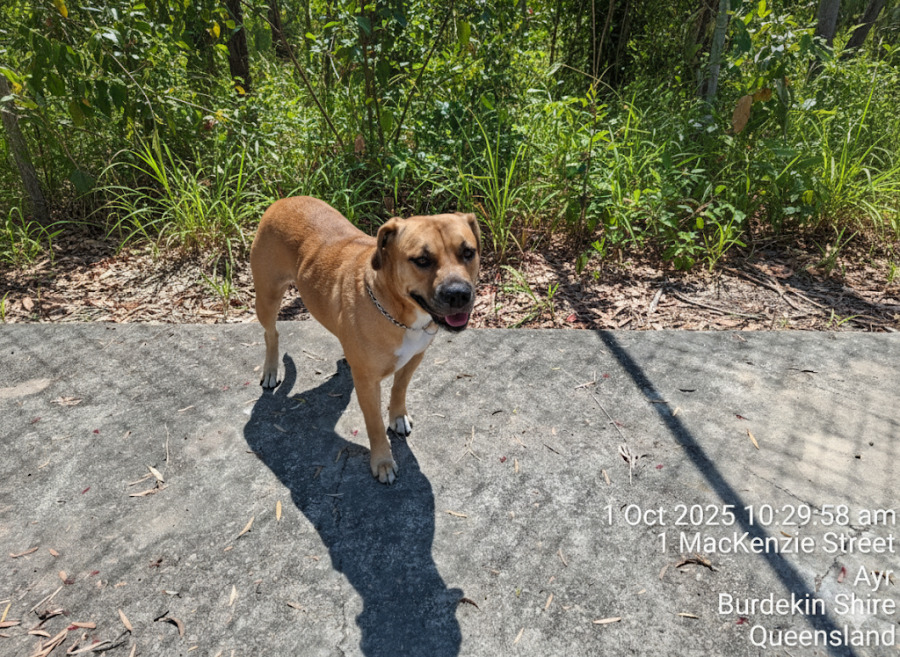Chook - Medium Female Labrador Retriever Mix Dog in QLD - PetRescue