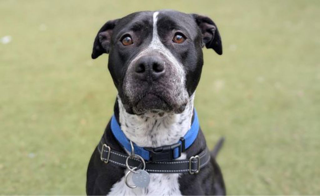 The Lost Dogs' Home - North Melbourne - PetRescue