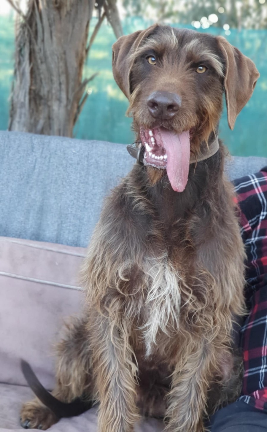 Murphy - Large Male German Shorthaired Pointer x German Wirehaired ...