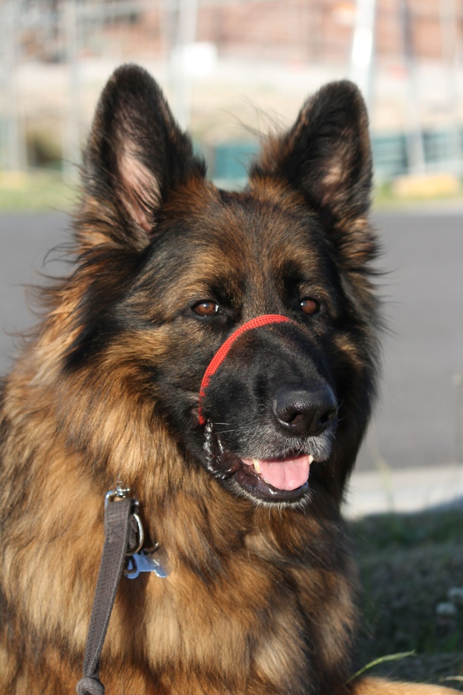 Odin - Large Male German Shepherd Dog in NSW - PetRescue