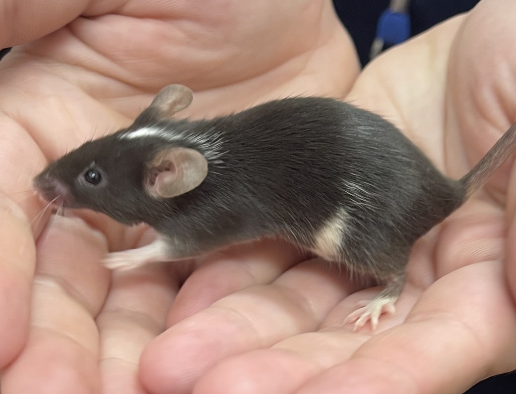 Caraway - Female Mouse Mix Mouse in QLD - PetRescue