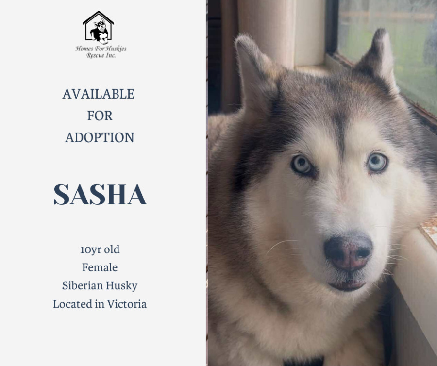 Sasha - Medium Female Siberian Husky Dog in VIC - PetRescue