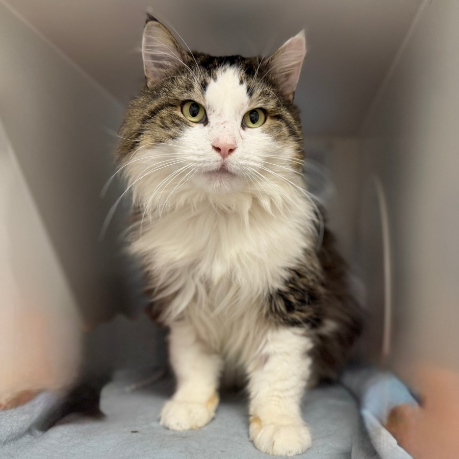 Friend - Male Domestic Medium Hair (DMH) Cat in VIC - PetRescue