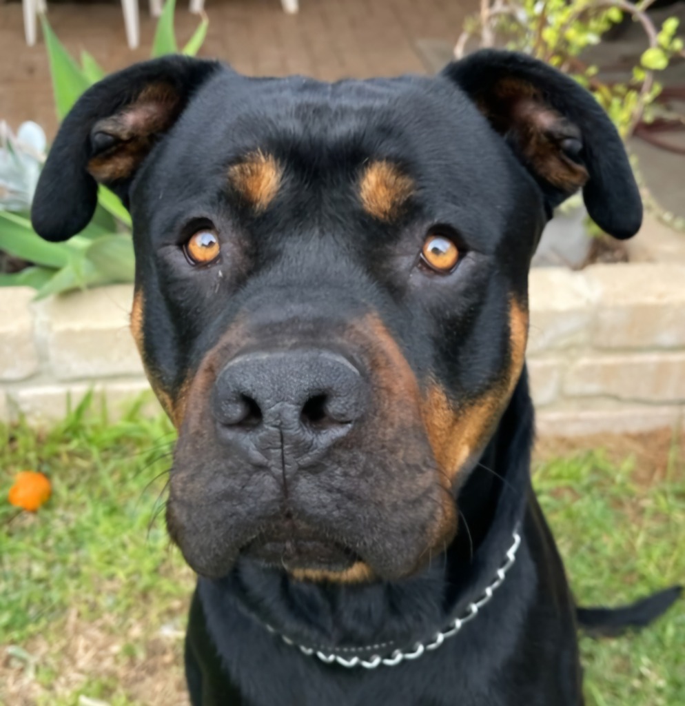 Tank - Large Male Rottweiler x Mixed breed Mix Dog in WA - PetRescue