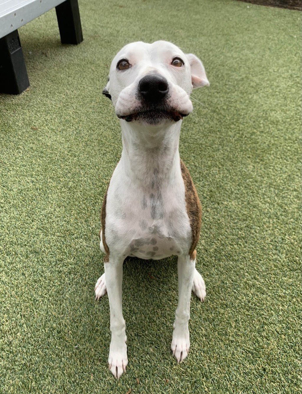 Poppy - Medium Female Boxer x Whippet Mix Dog in VIC - PetRescue