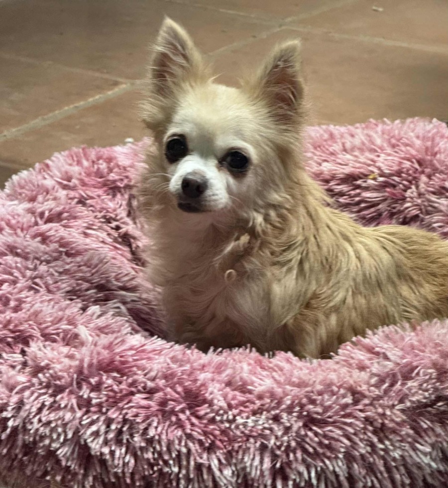 Patsy - Small Female Chihuahua Dog in QLD - PetRescue
