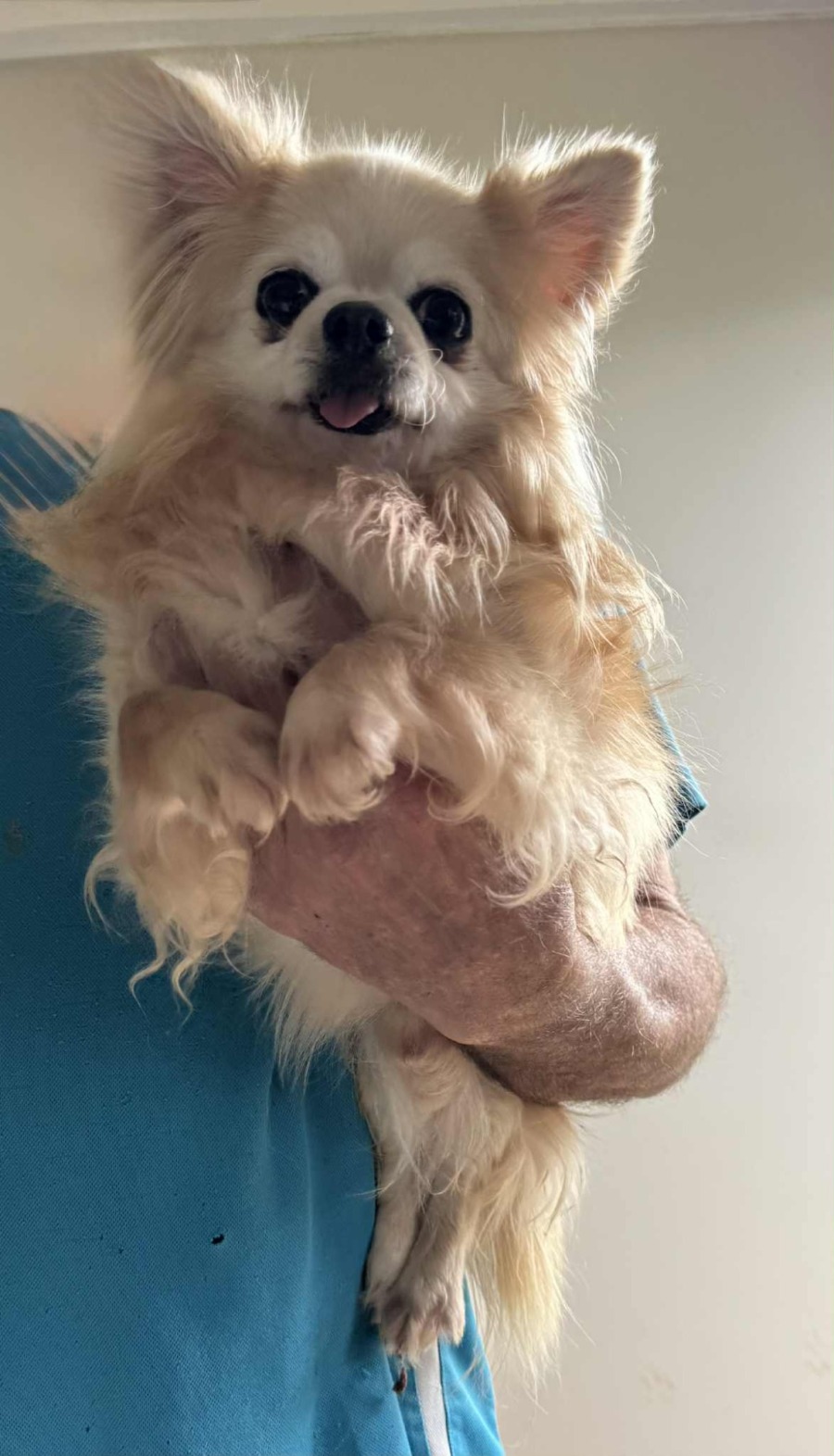 Rex - Small Male Chihuahua Dog in QLD - PetRescue