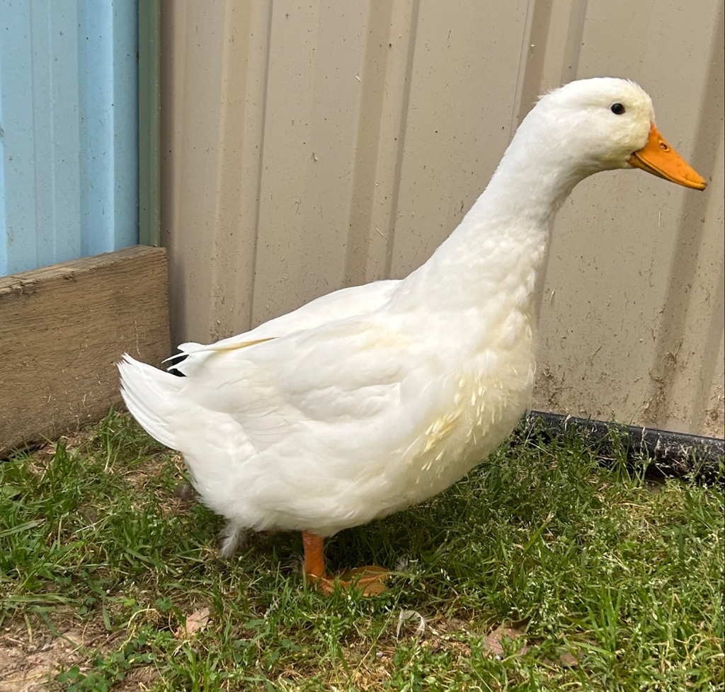 McLovin - Female Duck Mix Duck in NSW - PetRescue