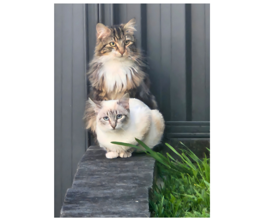 Coco - Male Domestic Long Hair (DLH) Cat in NSW - PetRescue
