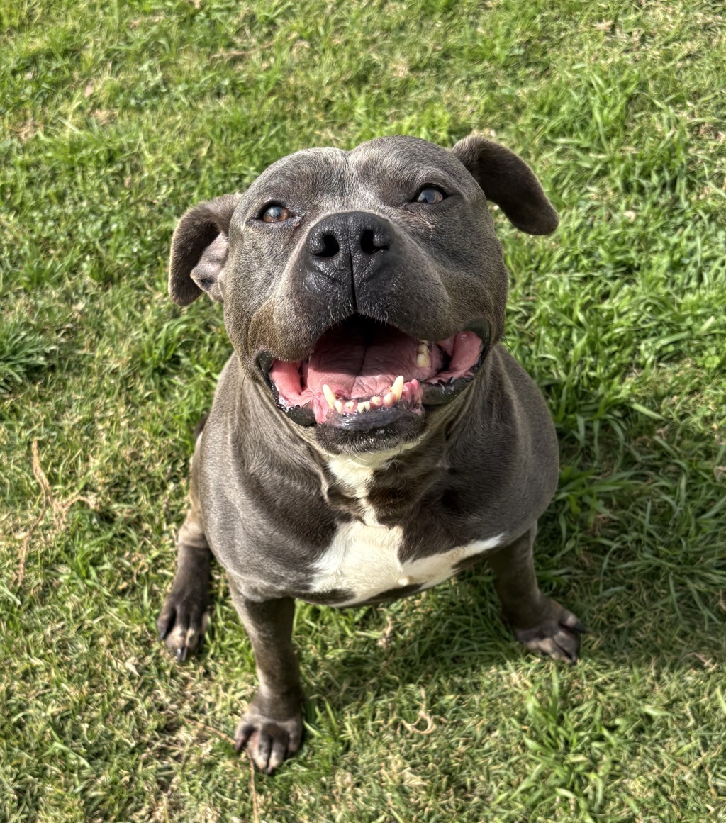 Big Rodney - Medium Male American Staffy Mix Dog in VIC - PetRescue