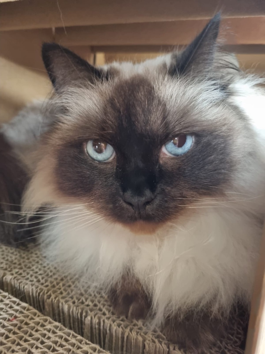 Bramble - Female Ragdoll Cat in VIC - PetRescue