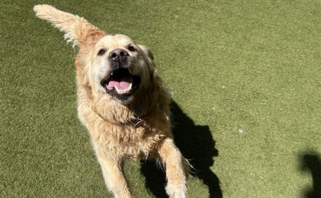 Hummer - Large Male Golden Retriever Mix Dog in VIC - PetRescue