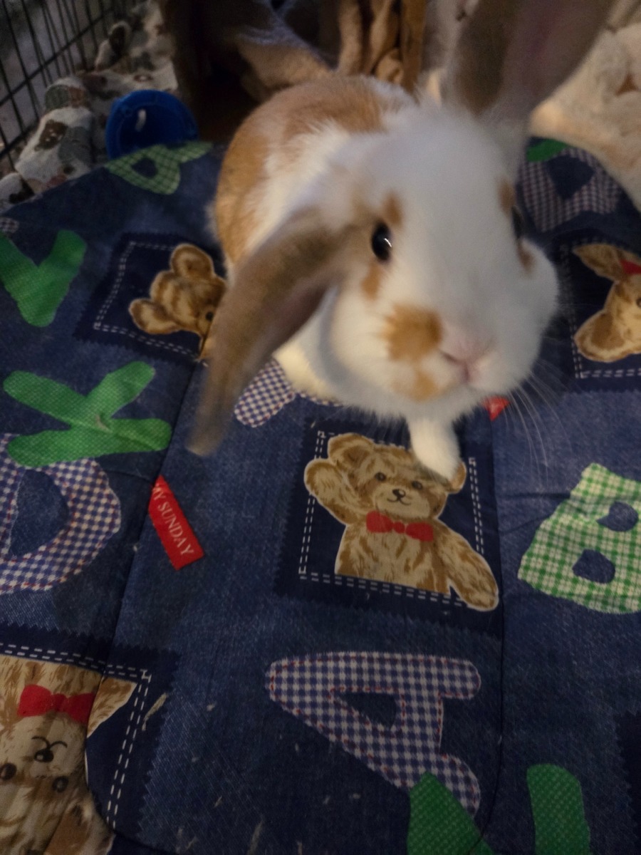 Giggles - Male Mini Lop Mix Rabbit in VIC - PetRescue
