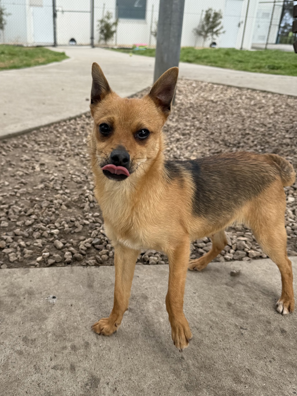 Chihuahua Mix Fox Terrier