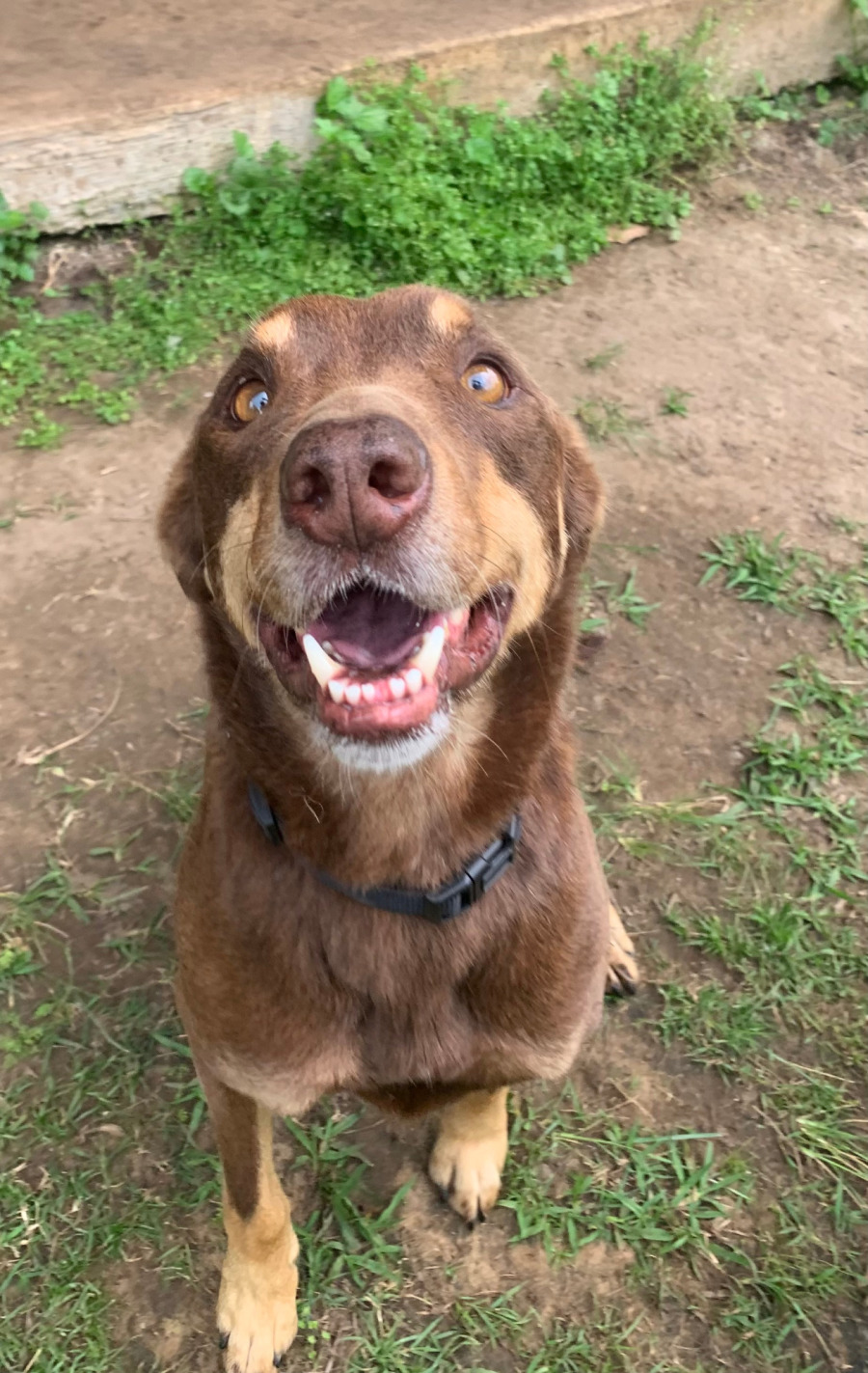 Bundy - Medium Male Australian Kelpie Dog in NSW - PetRescue