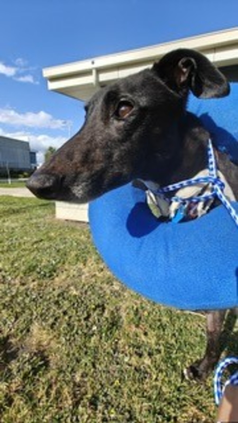 Princess - Medium Female Greyhound Dog in VIC - PetRescue