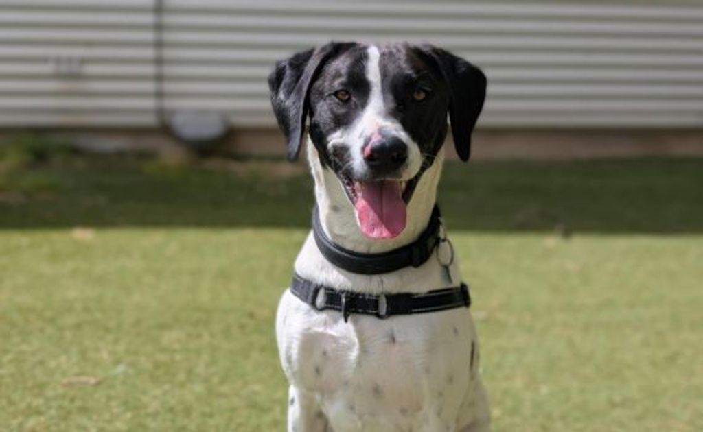 Bluey - Large Male German Shorthaired Pointer x Labrador Mix Dog in VIC ...