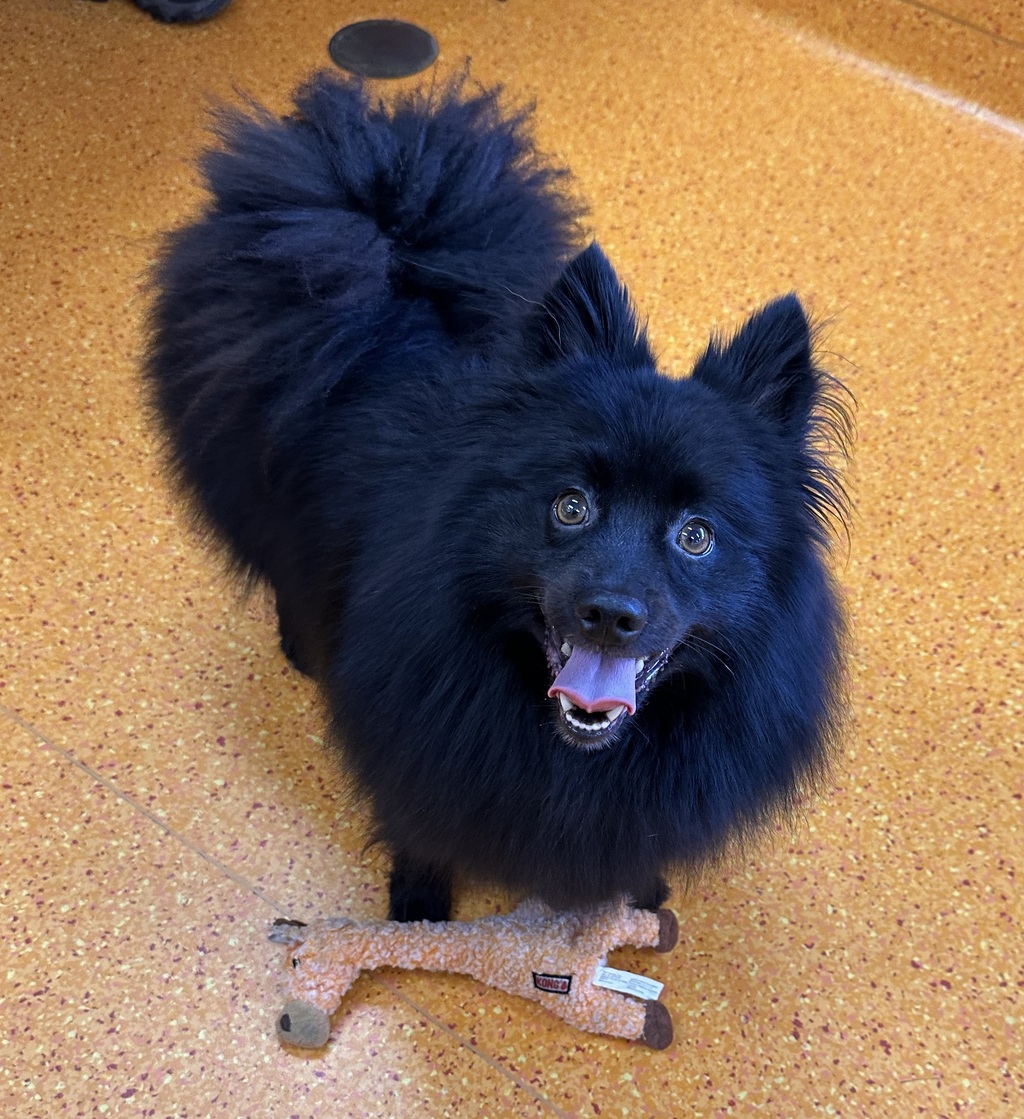 Odin - Small Male German Spitz Mix Dog in QLD - PetRescue