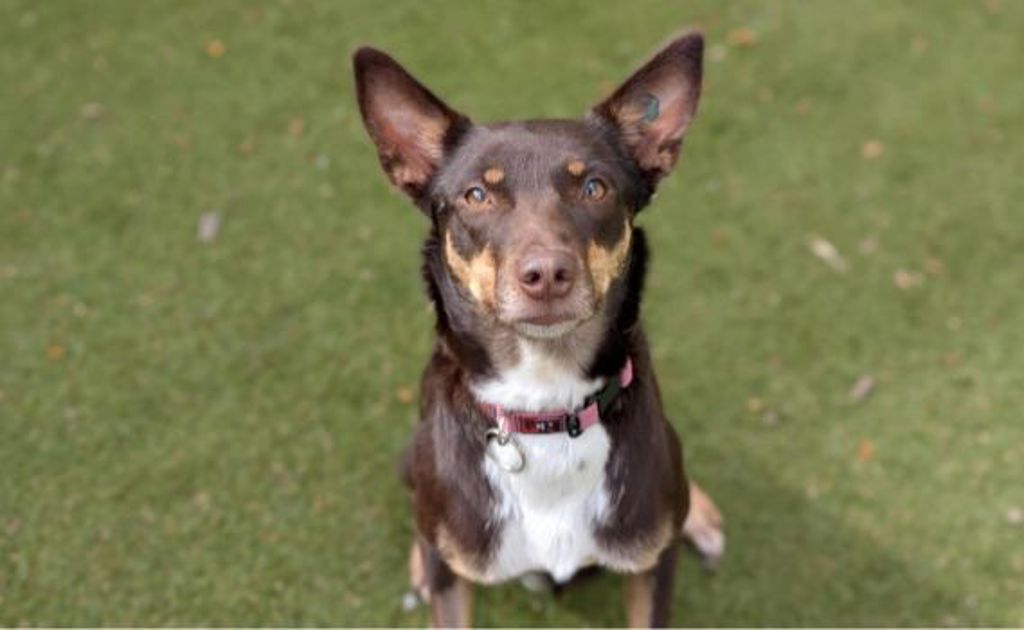 Michelle - Medium Female Border Collie x Kelpie Mix Dog in VIC - PetRescue