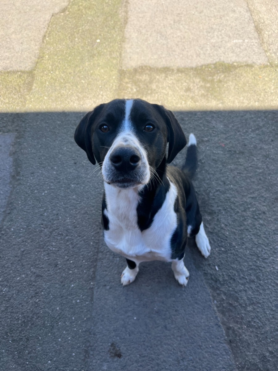 Pepe - Medium Male Border Collie x German Shorthaired Pointer Mix Dog ...