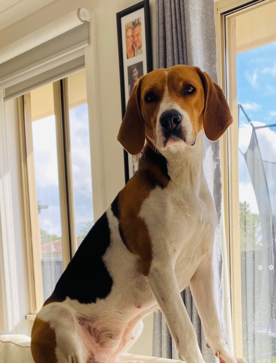 Marley - Medium Female Harrier Dog in VIC - PetRescue