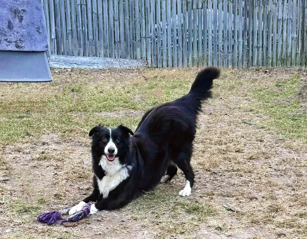 Jaxon - Medium Male Border Collie Dog in QLD - PetRescue