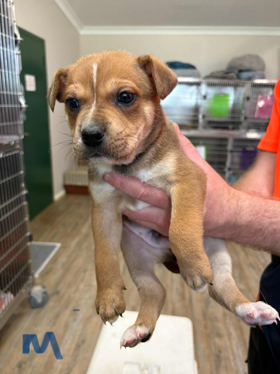 Sully - Medium Male Alaskan Husky Mix Dog in NSW - PetRescue