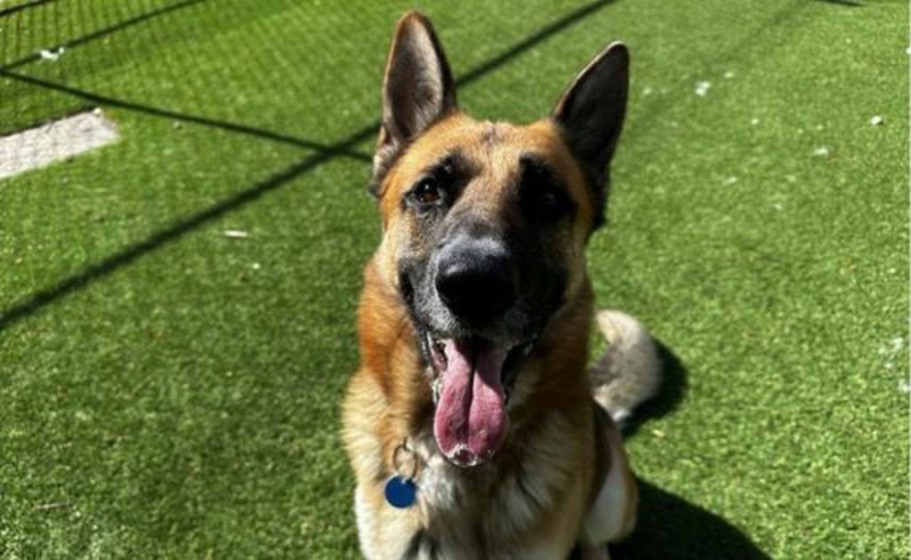Moose - Large Male German Shepherd Mix Dog in VIC - PetRescue