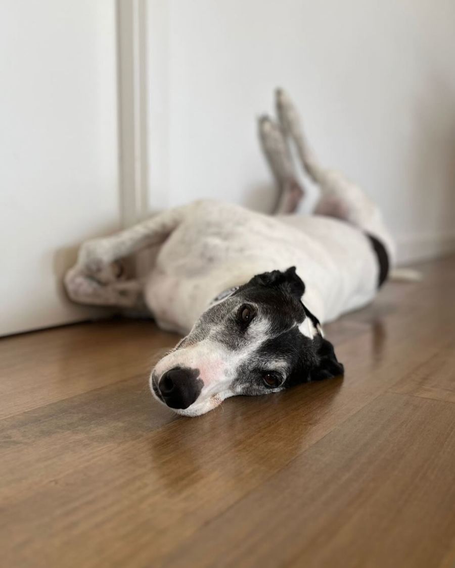 Sid - Large Male Greyhound Dog in VIC - PetRescue