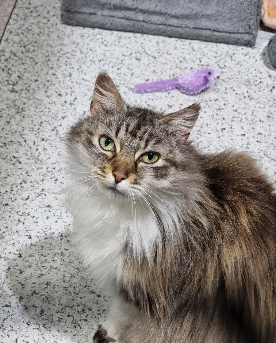 Winnie - Female Domestic Long Hair (DLH) Cat in VIC - PetRescue
