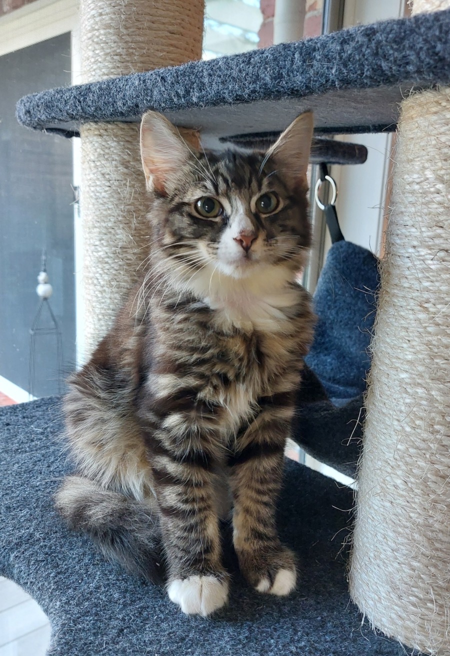 Jeremiah - Male Domestic Medium Hair (DMH) Cat in VIC - PetRescue