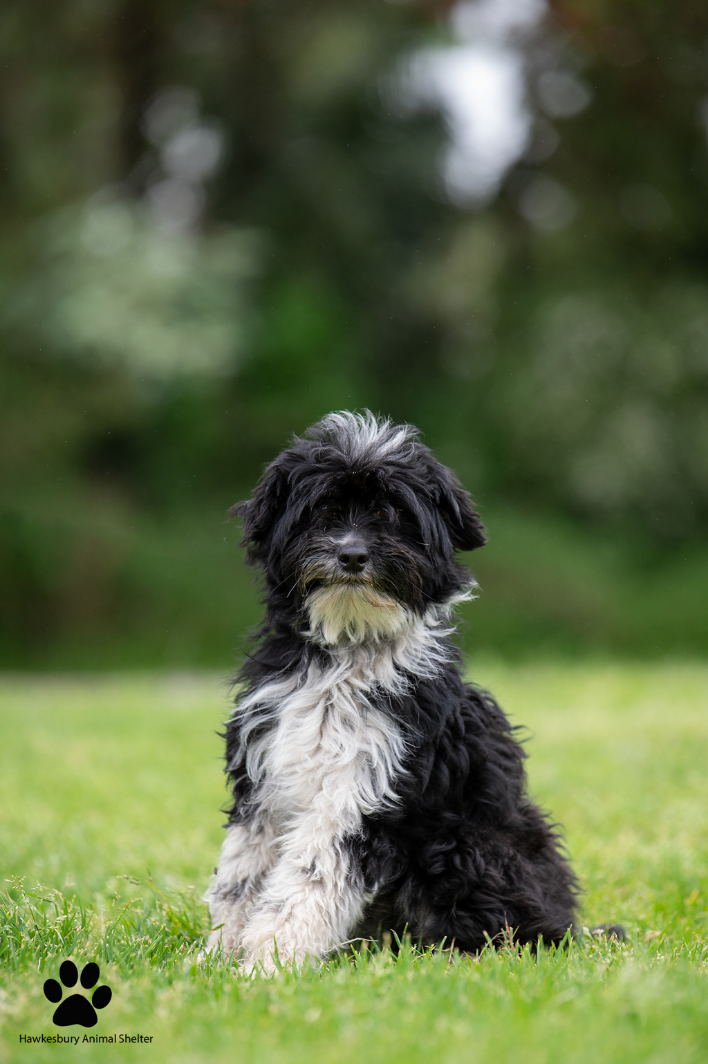 Oreo - Small Male Mixed x Poodle Toy Mix Dog in NSW - PetRescue
