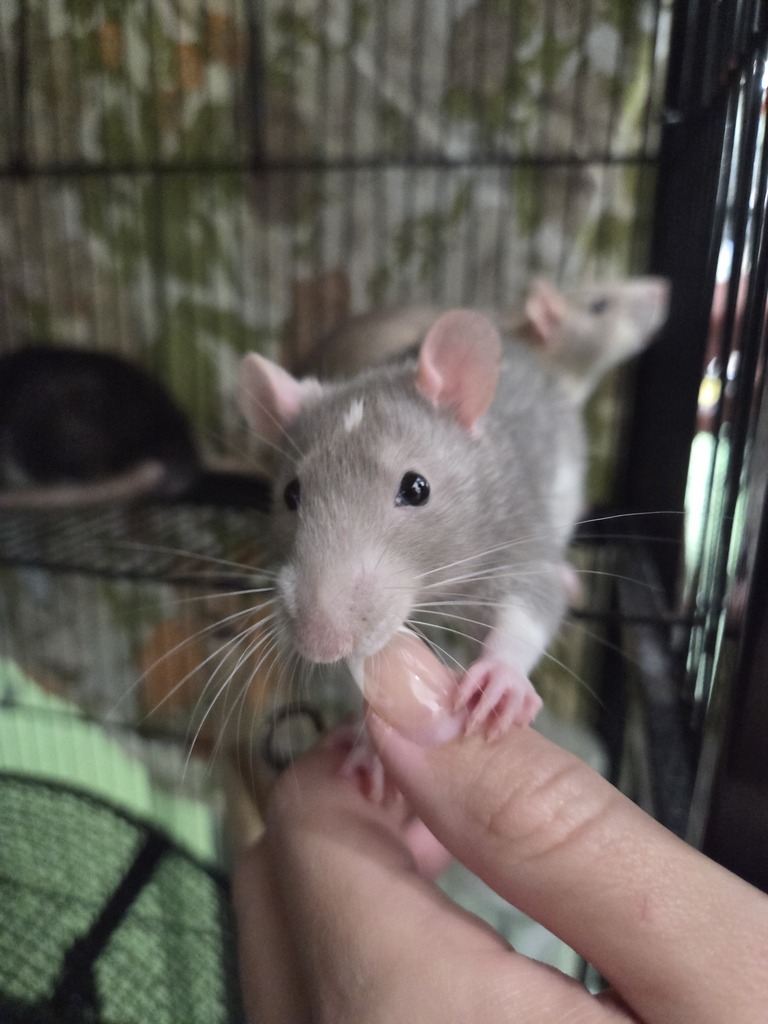 ichabod - Male Rat Mix Rat in QLD - PetRescue