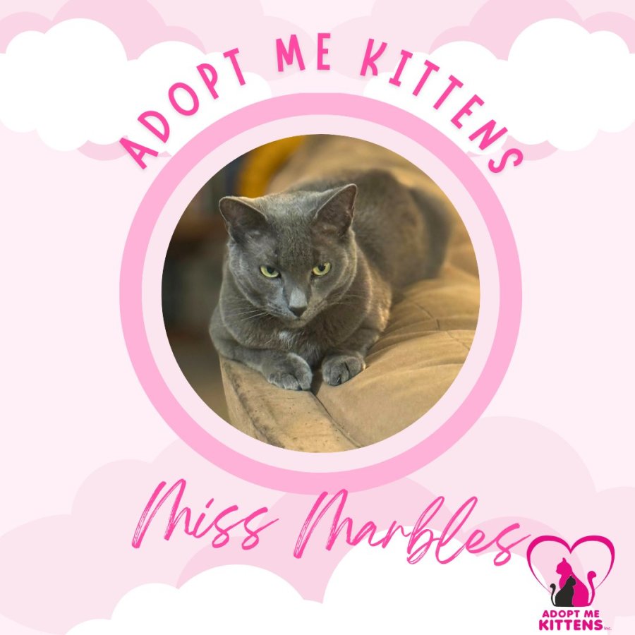 Miss Marbles - Female Domestic Short Hair (DSH) Cat in QLD - PetRescue