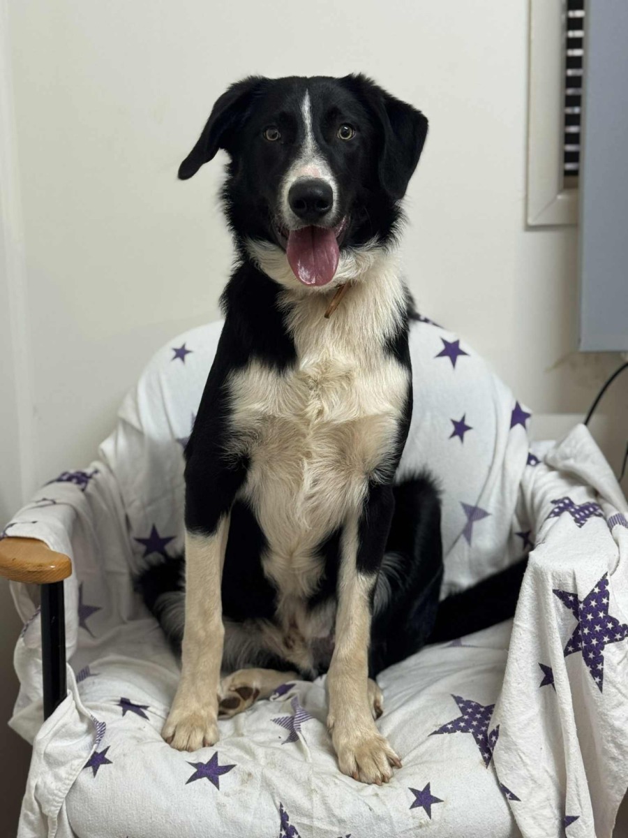 Max - Medium Male Border Collie Dog in QLD - PetRescue