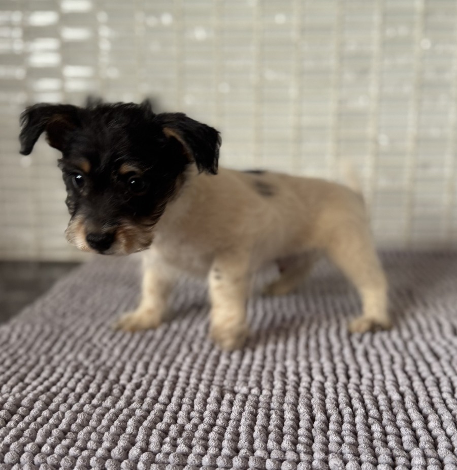 Bruce - Small Male Maltese x Poodle (Toy) x Fox Terrier (Miniature) Mix ...