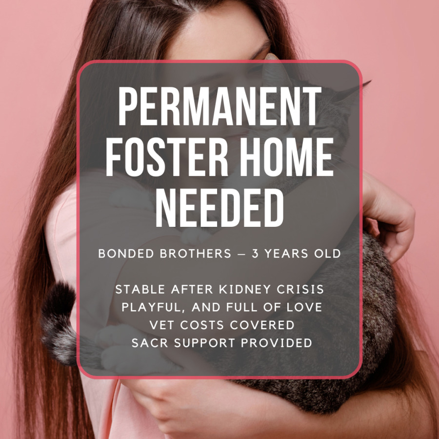 SA Cat Rescue Inc - PetRescue