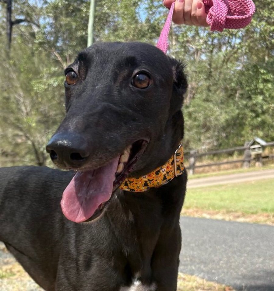 Josie - Medium Female Greyhound Dog in QLD - PetRescue