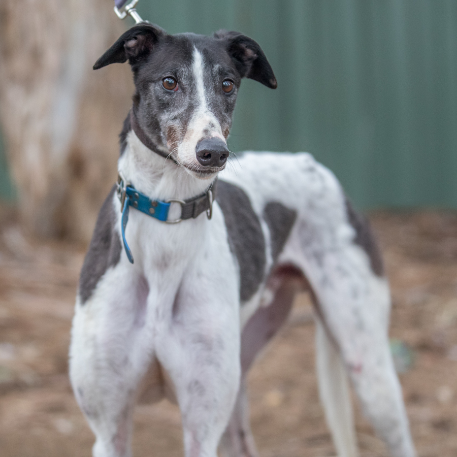 Jacko - Large Male Greyhound Dog in VIC - PetRescue