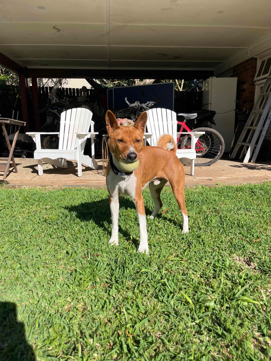 Rafa - Medium Male Basenji Dog in NSW - PetRescue