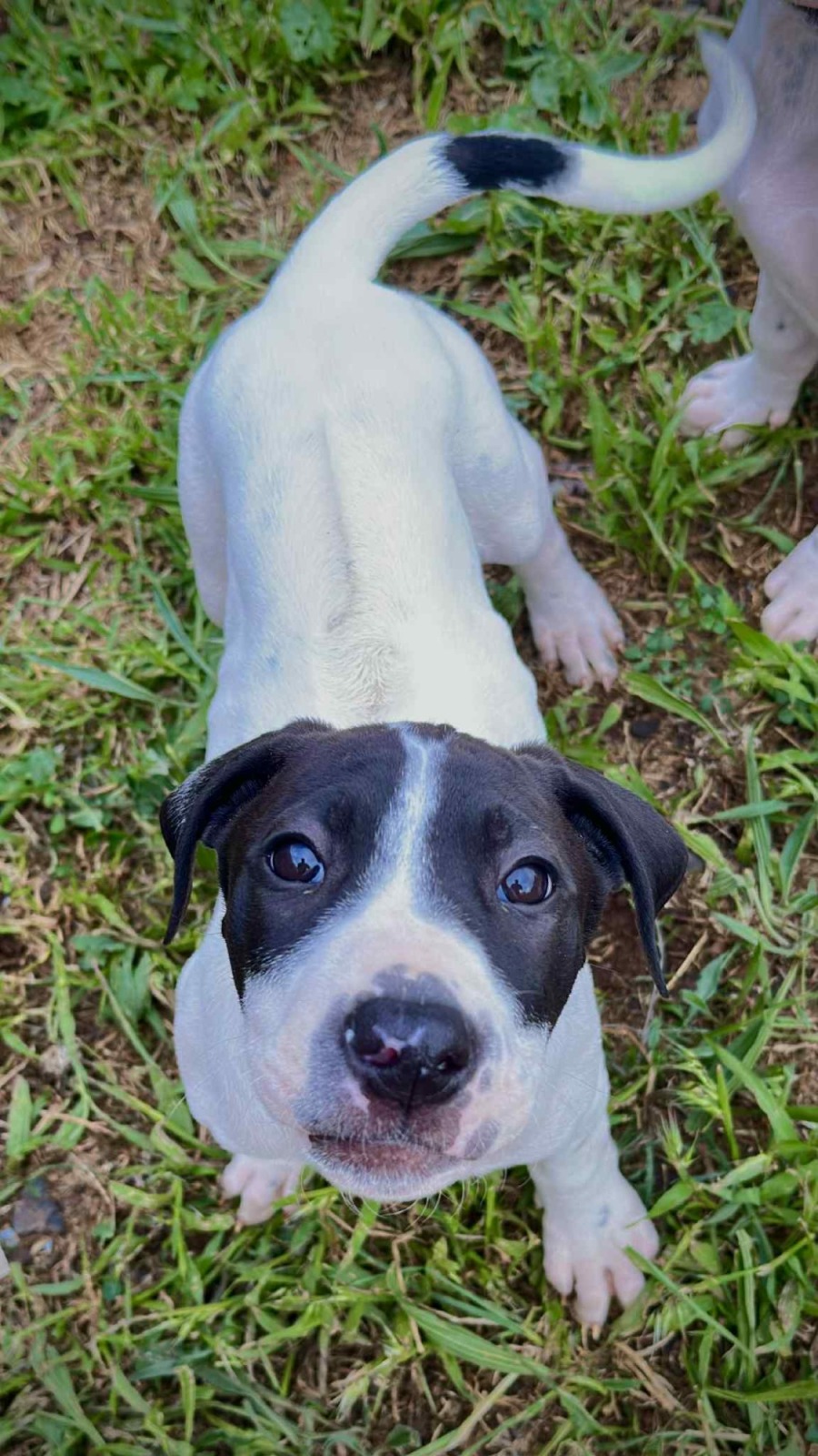 Brahman - Large Male Bull Arab x Rhodesian Ridgeback Mix Dog in VIC ...