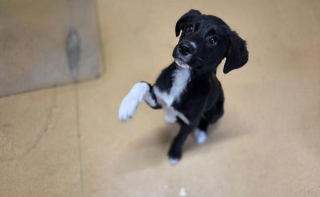 Gopi - Medium Female Border Collie Mix Dog in VIC - PetRescue