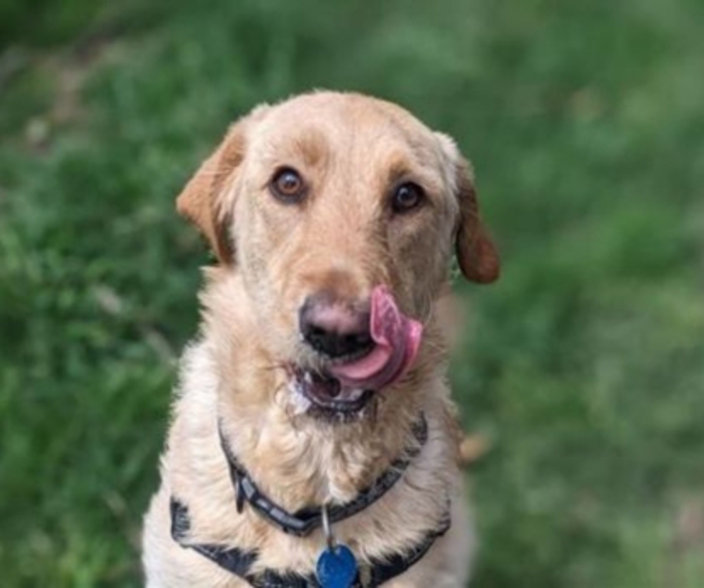 Honey - Large Female Labrador x Groodle Mix Dog in VIC - PetRescue