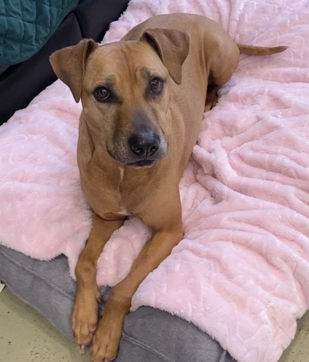 Daisy - Medium Female Rhodesian Ridgeback x American Staffordshire ...