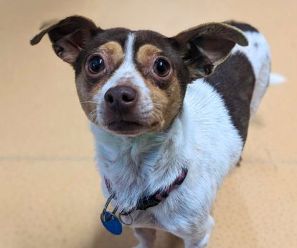 Freya - Small Female Chihuahua x Jack Russell Terrier Mix Dog in VIC ...
