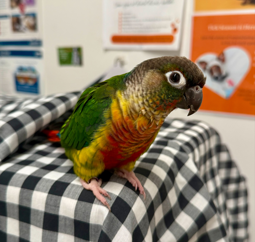 RSPCA Mackay - PetRescue