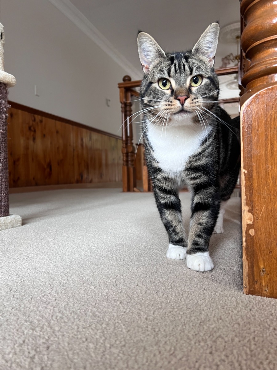 Coco - Male Domestic Short Hair (DSH) Cat in VIC - PetRescue