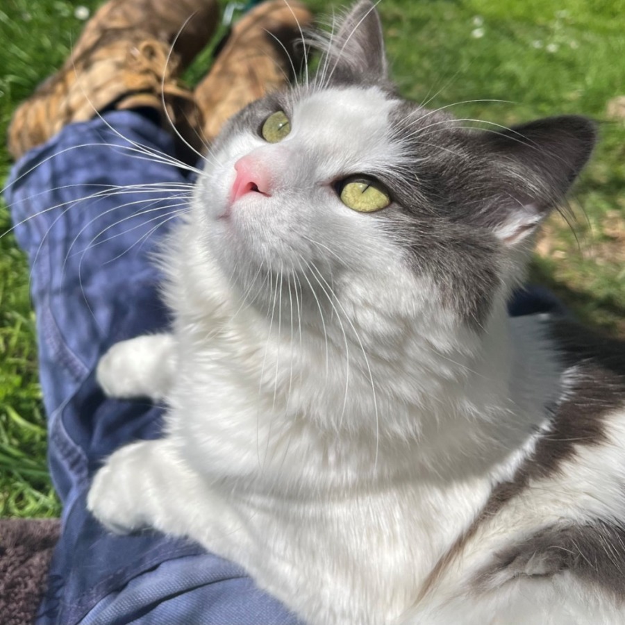 Mr Wombat - Male Domestic Medium Hair (DMH) Cat in VIC - PetRescue